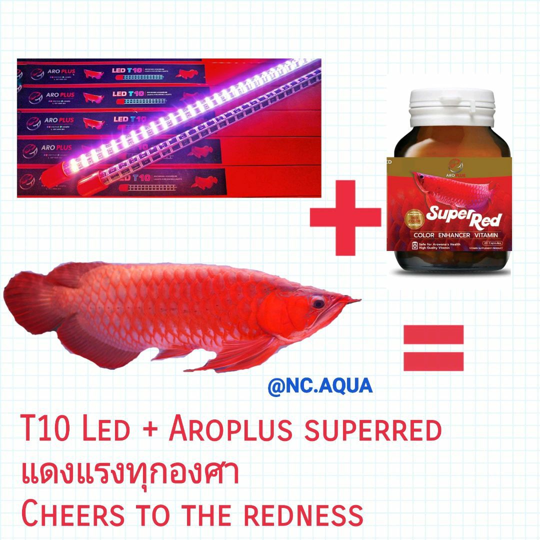 AROPLUS - super red วิตามินเสริมปลามังกร ปลาแดงชัด แดงไว้ ปลอดภัยกับตัว ...